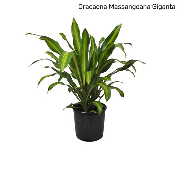 Plant Finder | Planterra